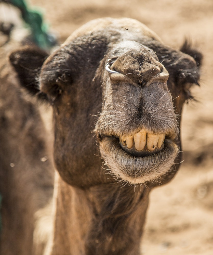 Humpback Of The Sahara | Camel Trek | Merzouga Desert | Morocco