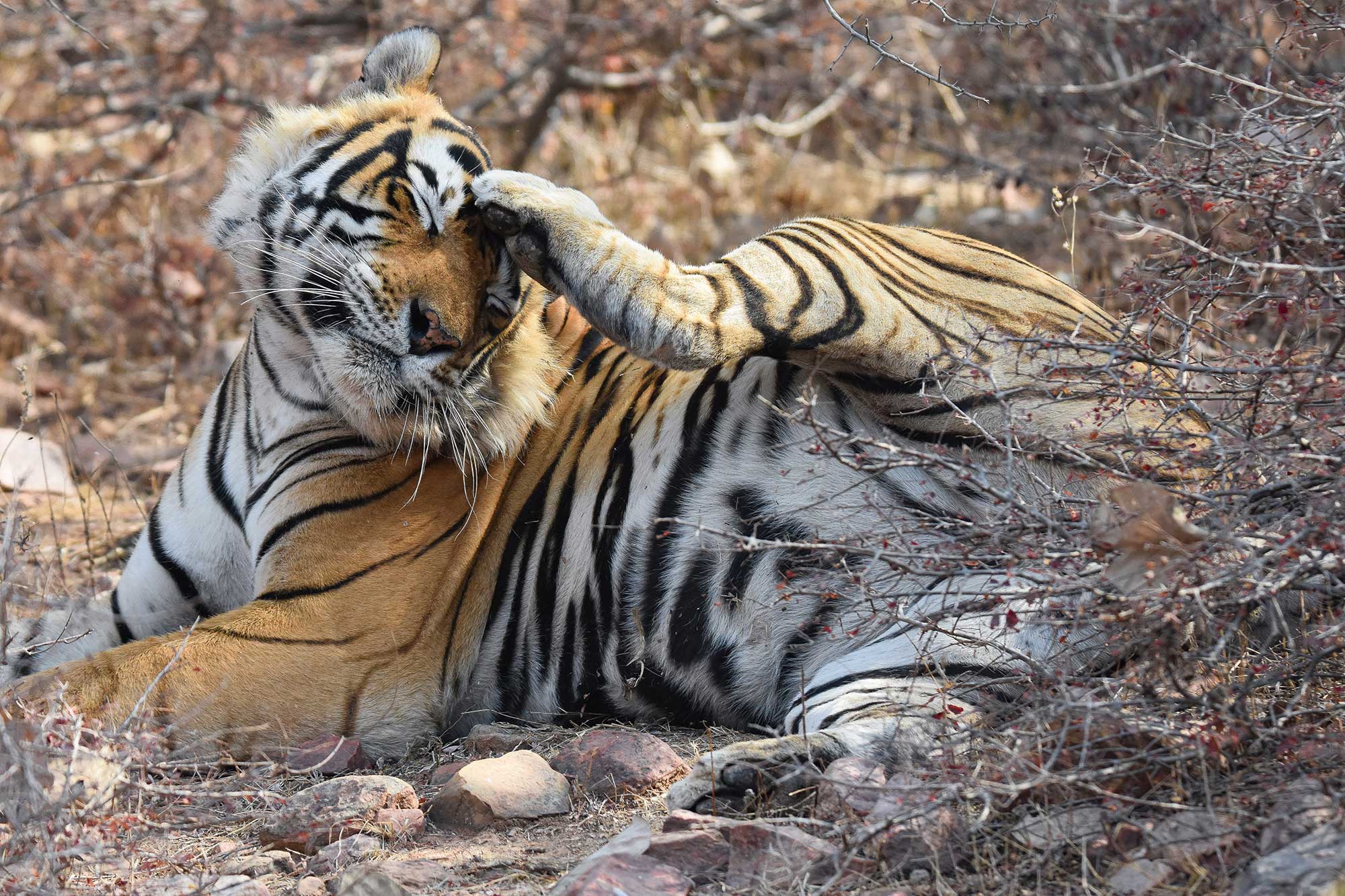 Photogenic Rajasthan and Tiger Safari | Destinations Magazine